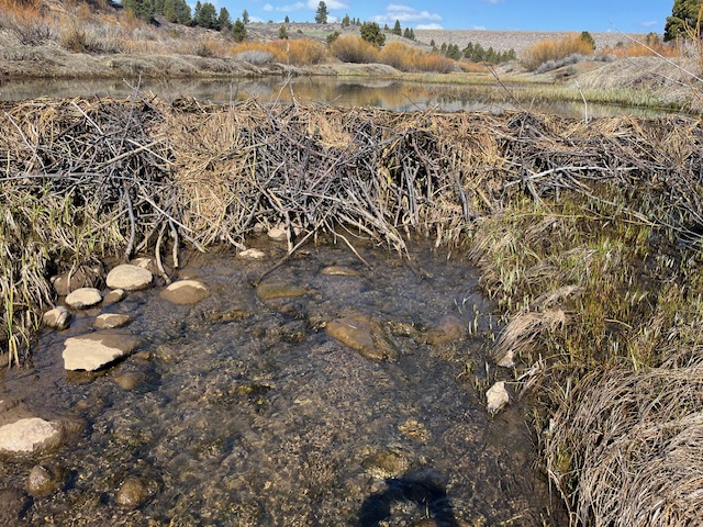 Bring beavers back (Opinion) | TahoeDailyTribune.com