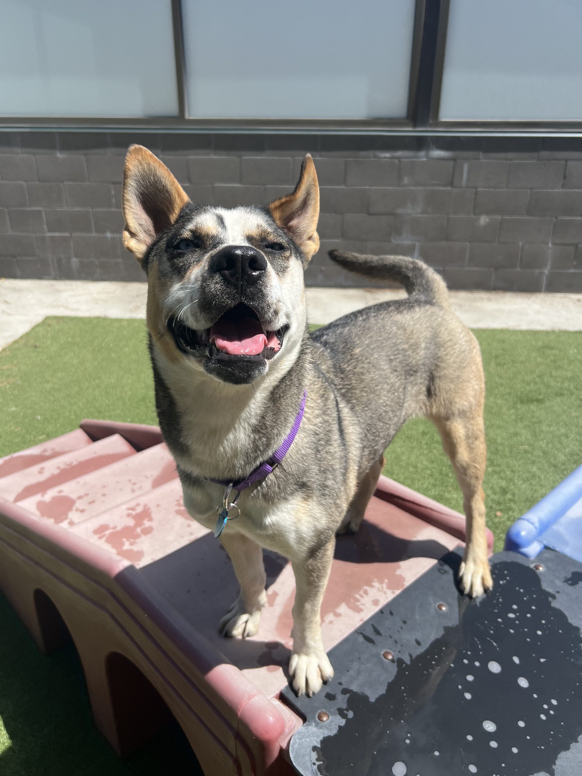 Truckee-Tahoe – Pet of the Week: Loba | TahoeDailyTribune.com