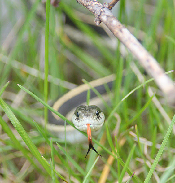 Year of the Snake; A guide to the basin’s slithery friends ...