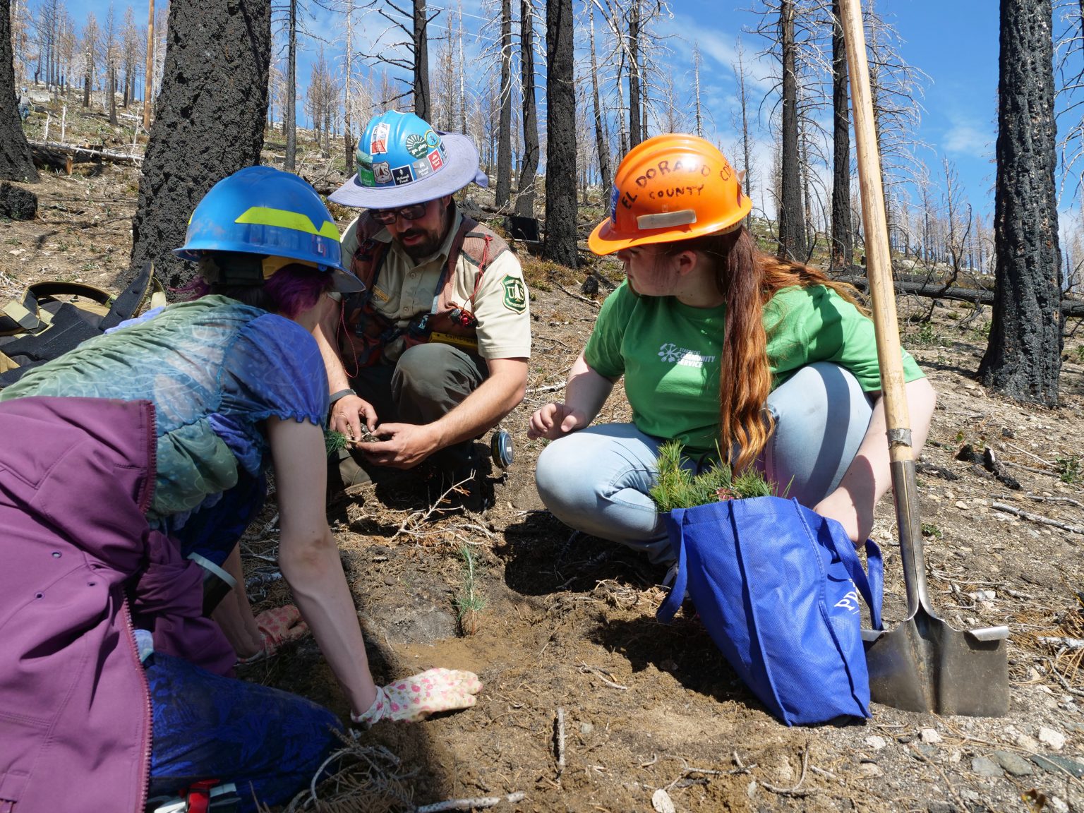 Life after fire: From flames to flora, new life buds in wildfire scars ...