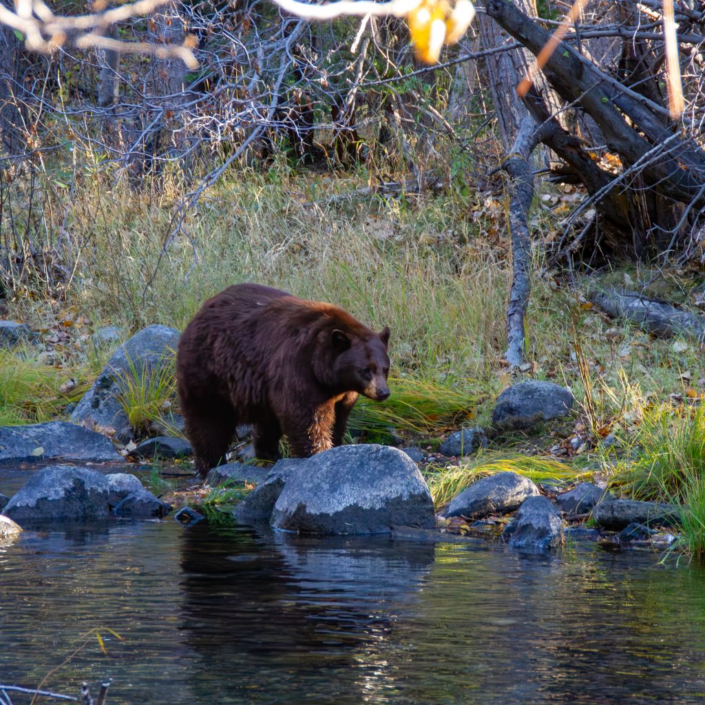 Bear wires, mats and bungee cords: how do they work ...