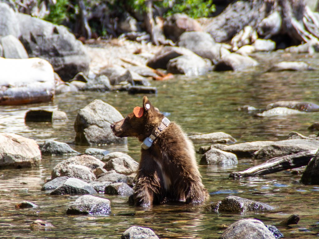 Rising bear and human conflicts in communities like South Lake Tahoe ...