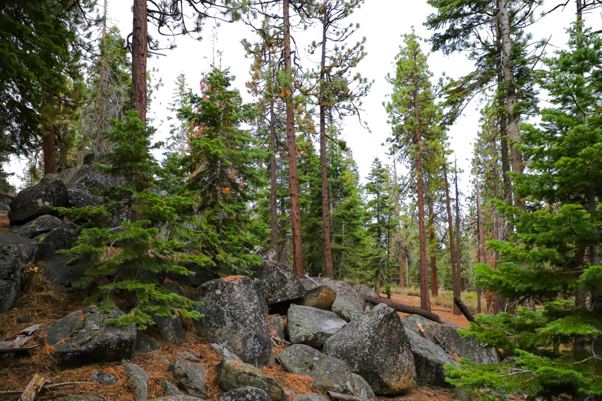 Approved camping development sparks questions over tree removal and ...