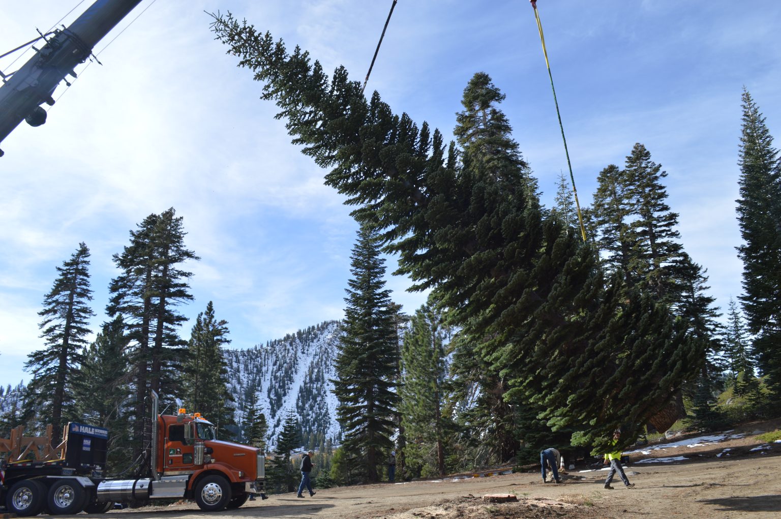 The Silver State’s Capitol Christmas Tree is harvested and heading for ...
