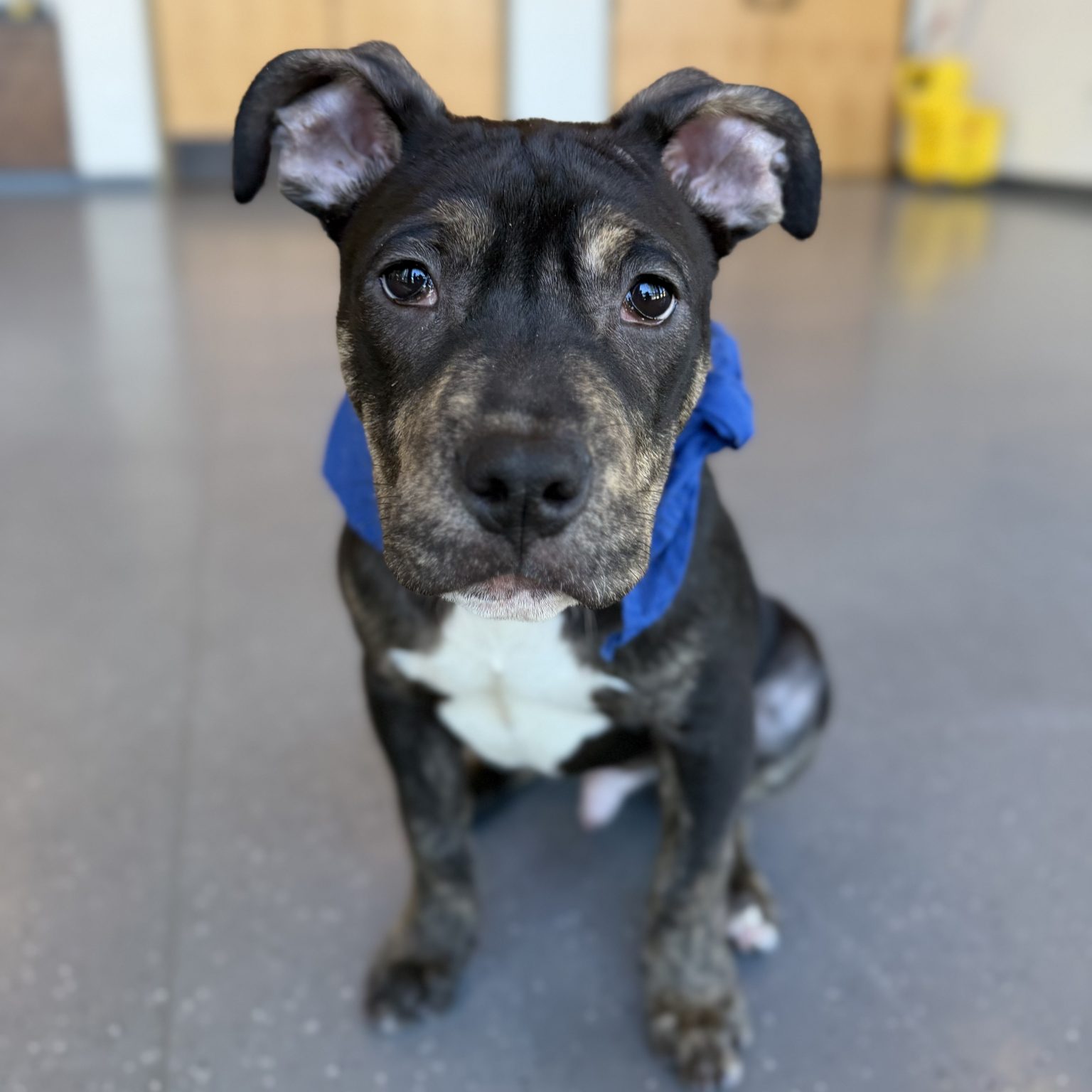 Truckee-Tahoe – Pet of the Week: Tootles | TahoeDailyTribune.com